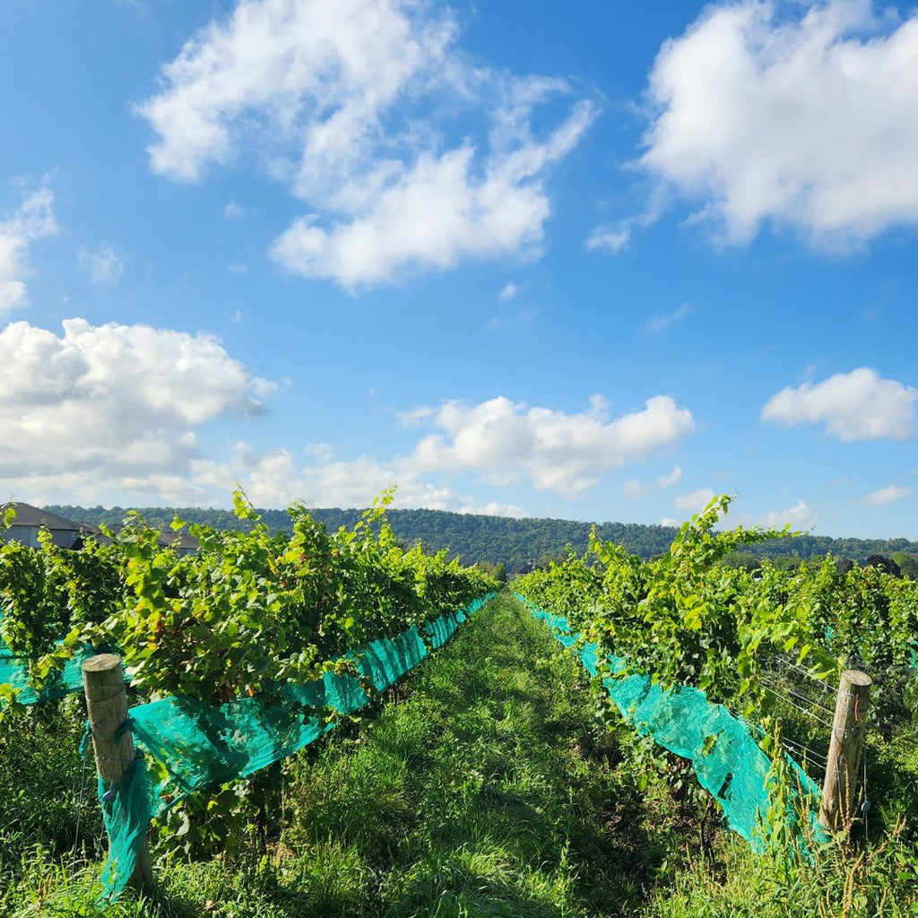 Senchuk Vineyard– Leaning Post Wines